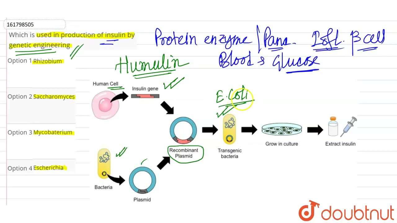 Genetic Engineering Insulin