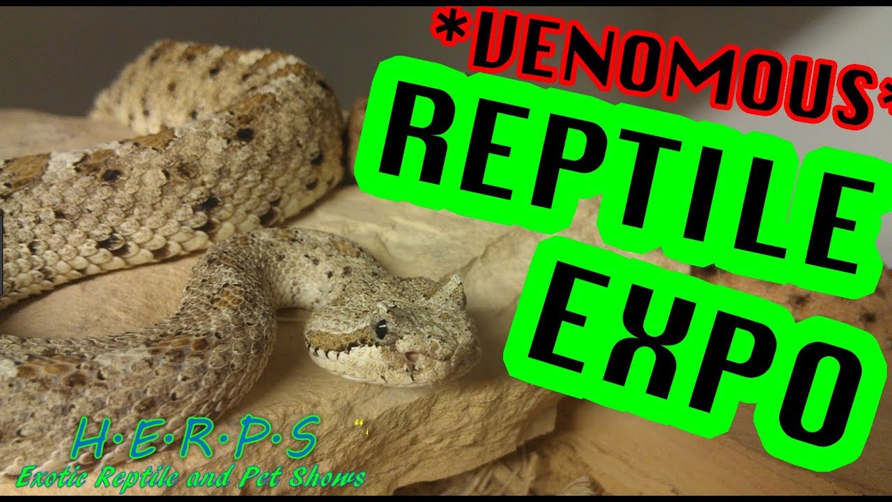 VENOMOUS SNAKES!!|H.E.R.P.S CONROE JANUARY 2018 - YouTube