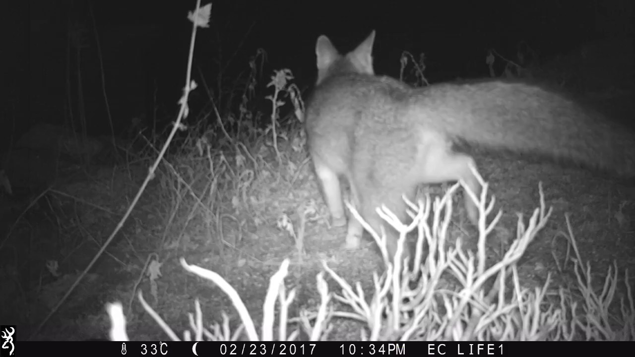 Red Fox Stealing Eggs - YouTube