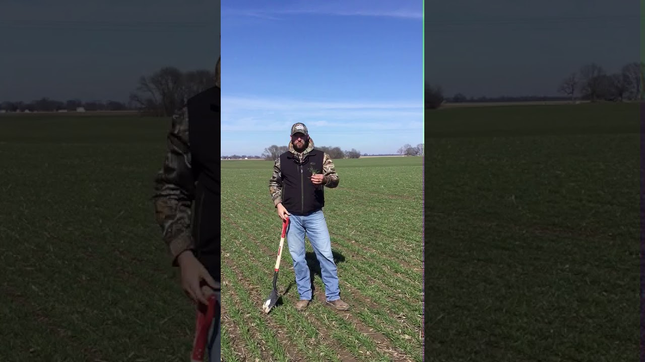 Taking Wheat Tiller Counts to Help Determine Spring Nitrogen Needs ...