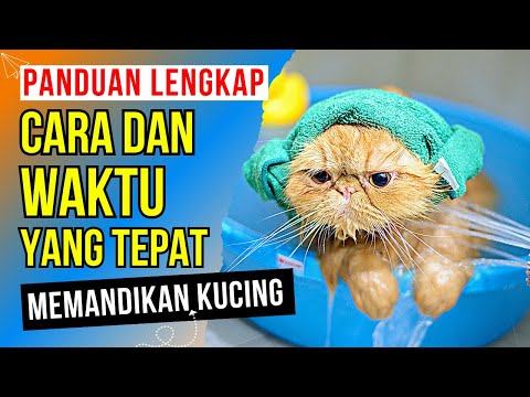 Begini Rupanya❗️Ini 6 Cara & Waktu yang tepat Memandikan Kucing | Cara Memandikan Kucing Yang Benar