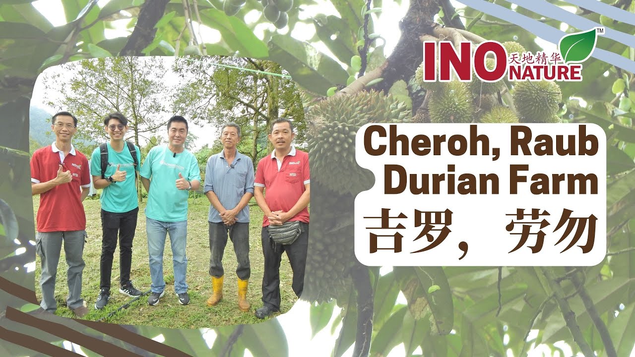 Cheroh, Raub Durian Farm. 吉罗，劳勿 - YouTube