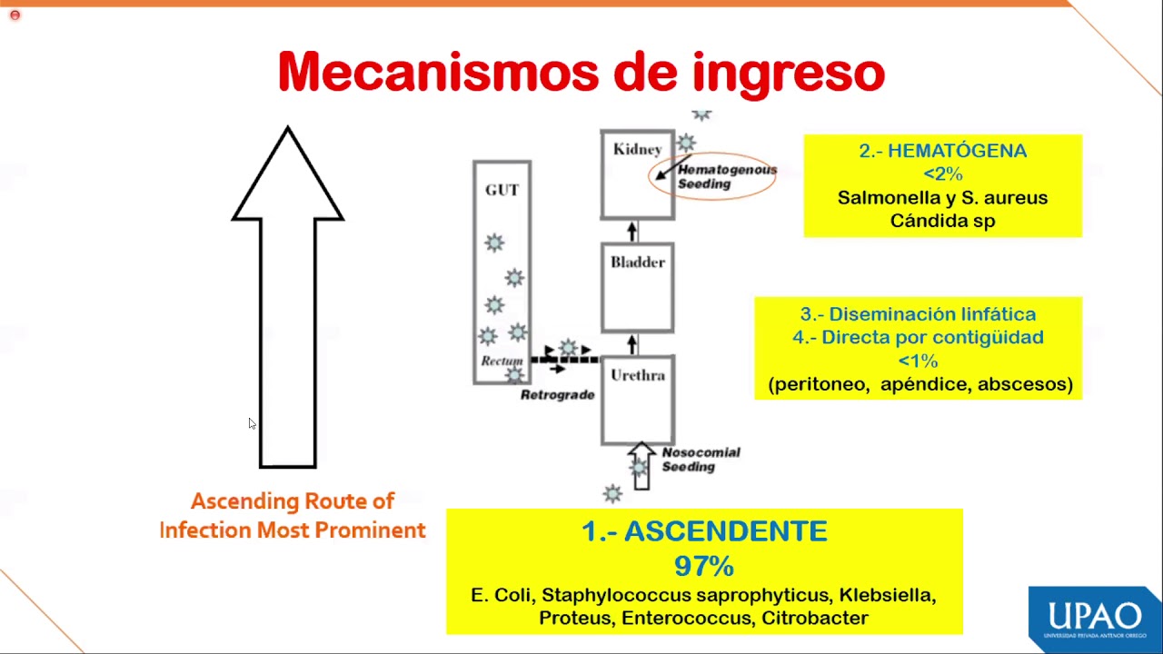 FISIOPATOLOGÍA - Semana 3 - Infección del tracto urinario y sepsis ...