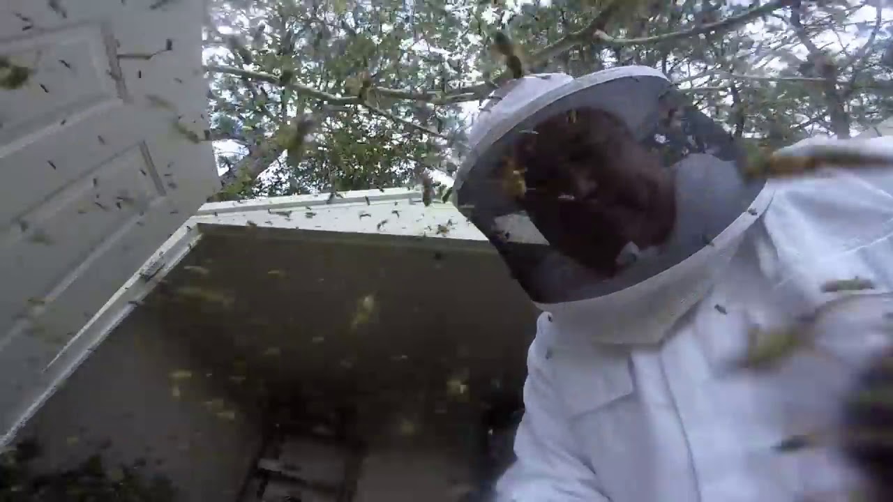 Hornet Nest Removal🐝 - YouTube