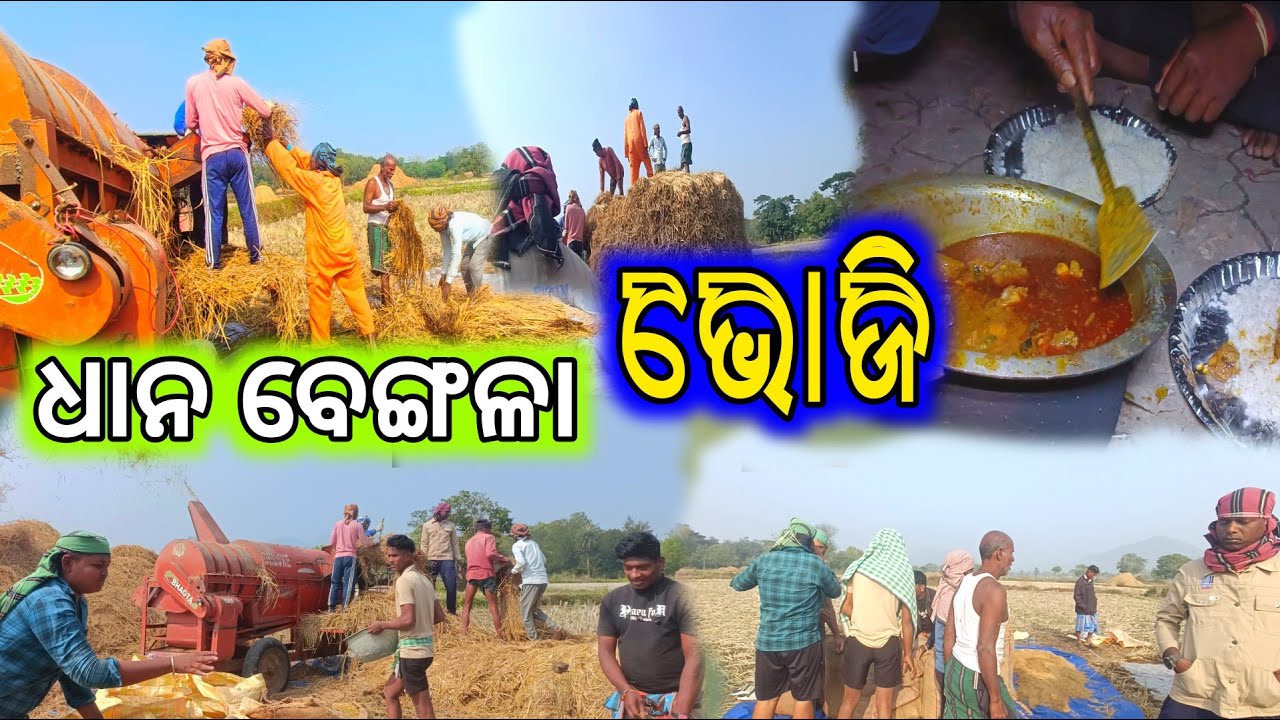 ଗାଁ ଧାନ ବେଙ୍ଗଳା ଓ ତା ସାଙ୍ଗ କୁ ଚିକେନ ଭୋଜି l gaon dhana bengala chicken ...