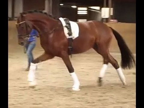 SOLD www.sporthorses-online.com 2013 Hanoverian stallion by BENICIO ...