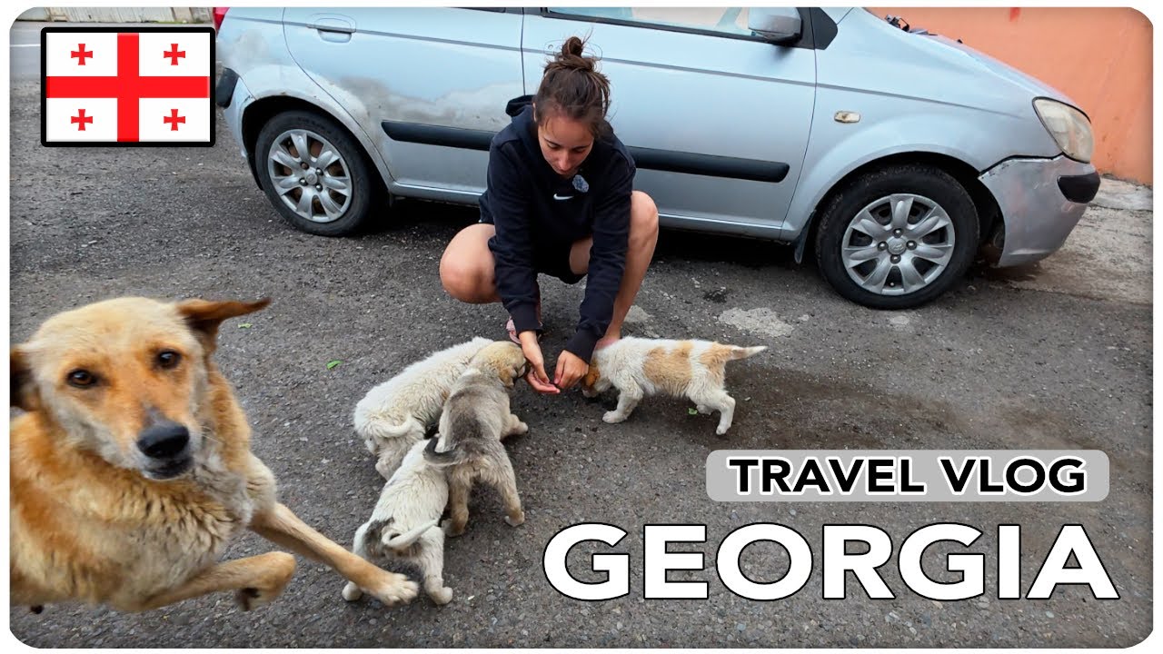 Feeding Stray Dogs & Puppies in Georgia | Exploring Georgia - YouTube