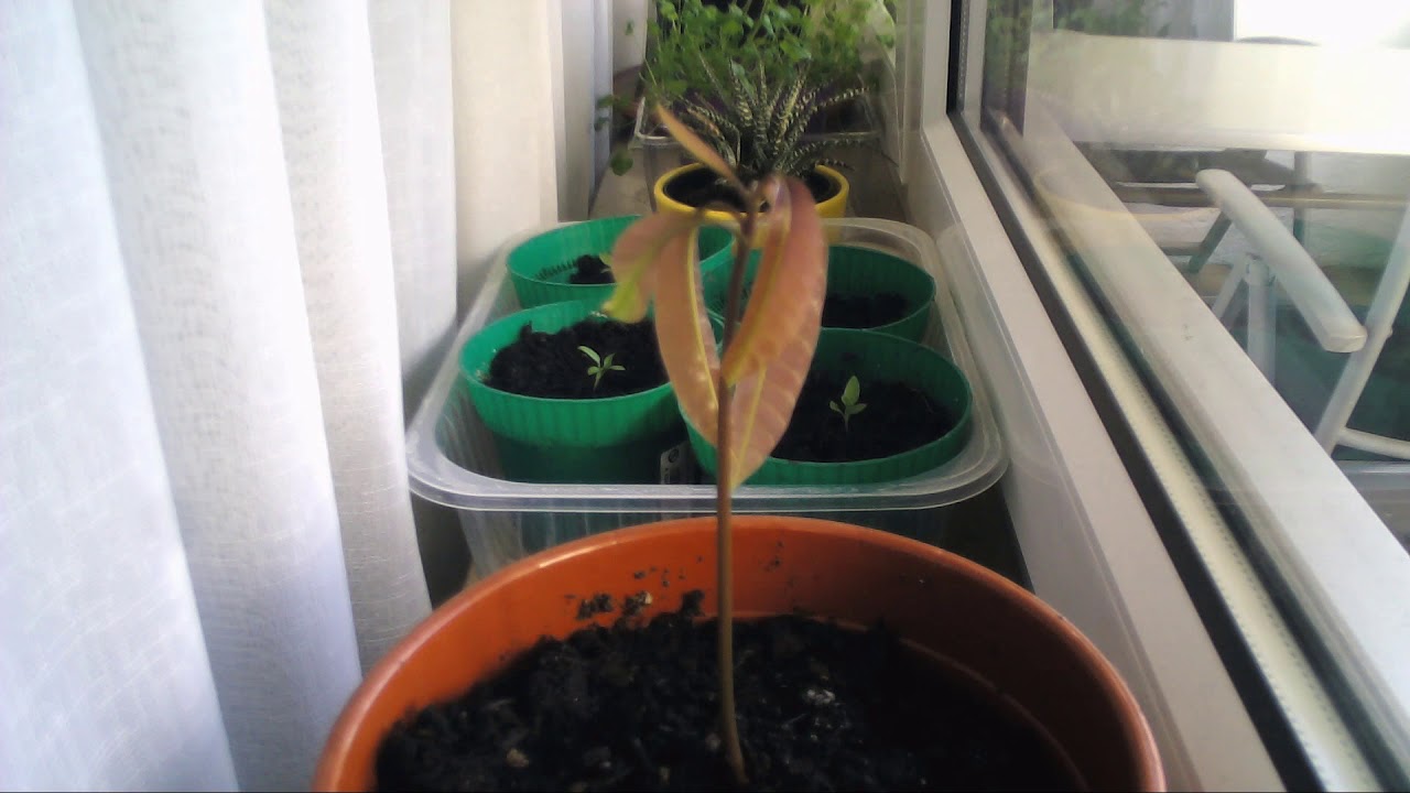 Mango Seedling Timelapse [20 days] - YouTube