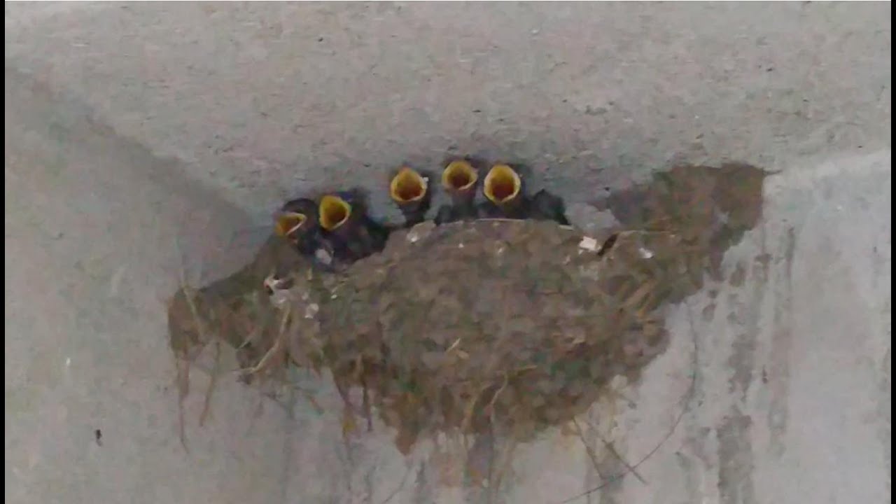 Cum se cresc copiii, ... de rândunele - YouTube