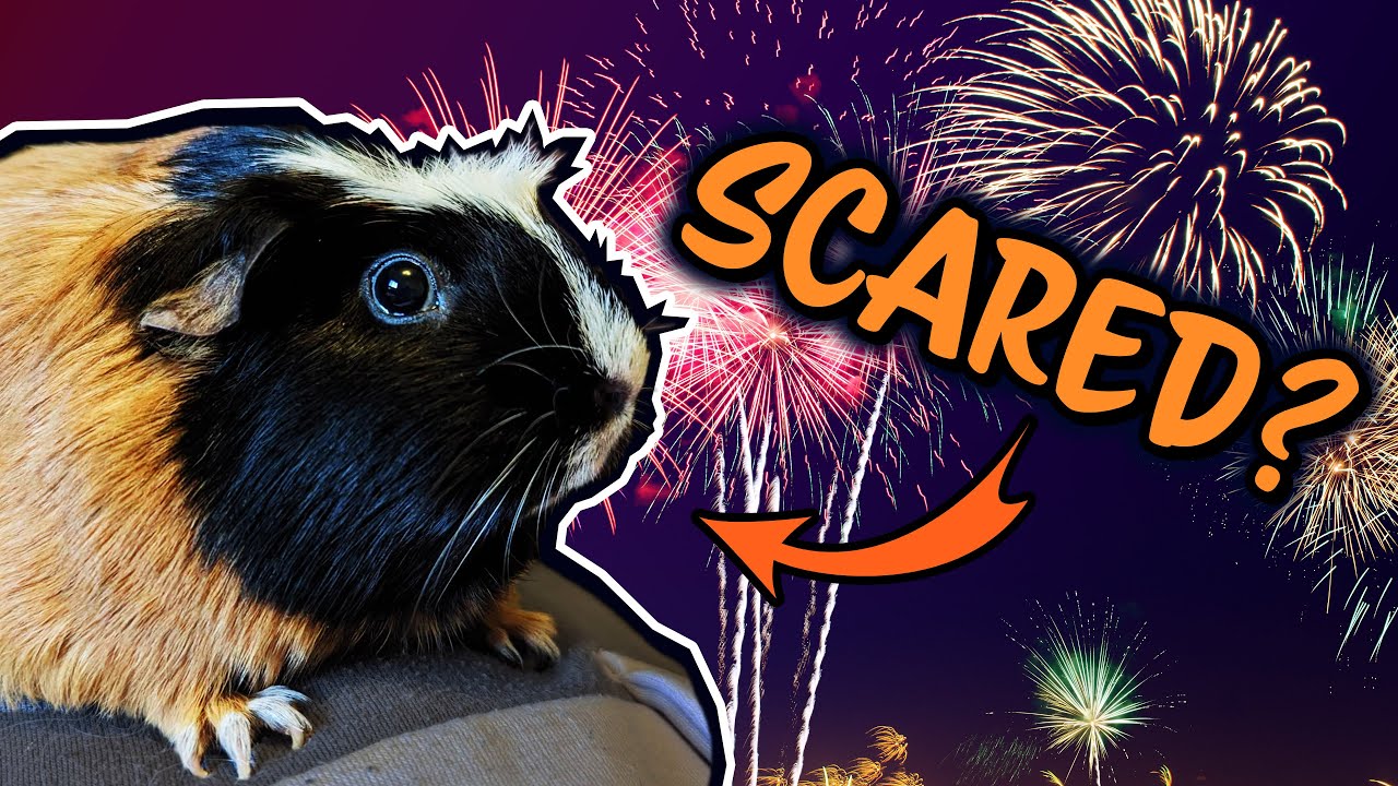 Are Guinea Pigs Afraid of Fireworks | Guinea Pig Bonfire Night - YouTube