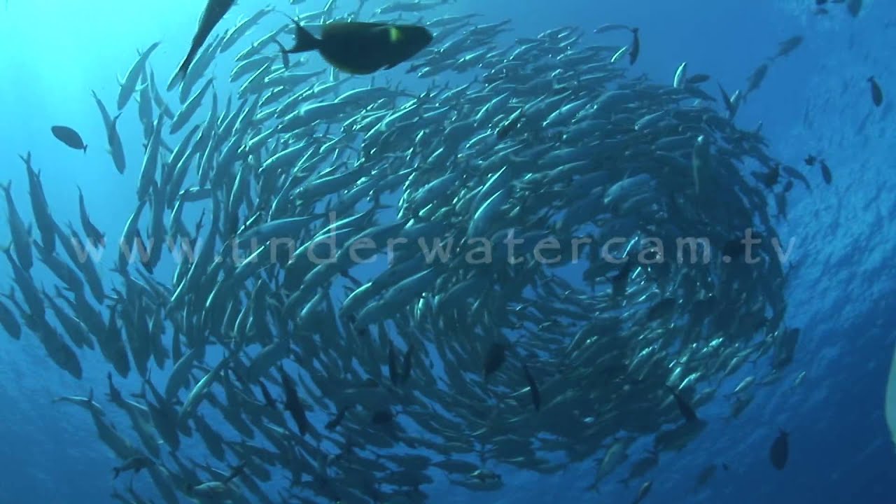 Big eye jack fish circling, backlight shot: stock footage circ005 - YouTube