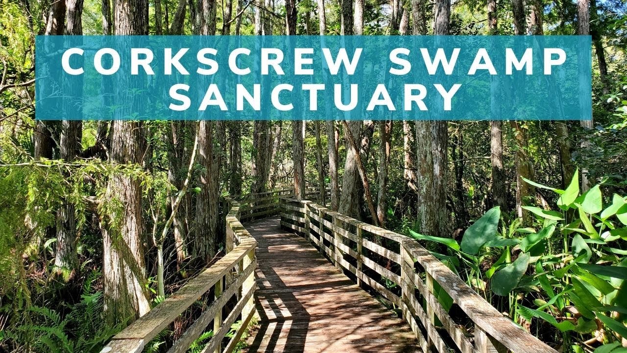 Visiting Corkscrew Swamp Sanctuary | A Cinematic Tour | Naples, Florida ...
