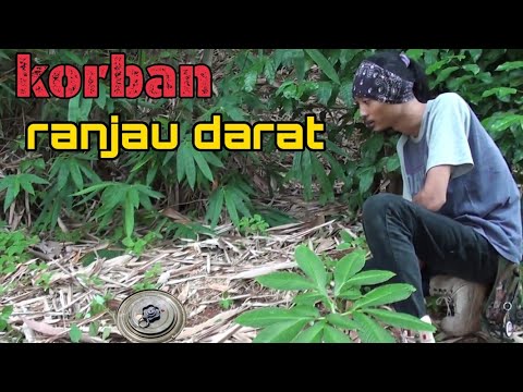 RANJAU DARAT JUMBO ( ULAR GIBUG/ ULAR TANAH ) - YouTube