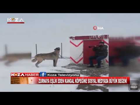 Sosyal medyayı sallayan Kangal köpeği zurnaya böyle eşlik etti