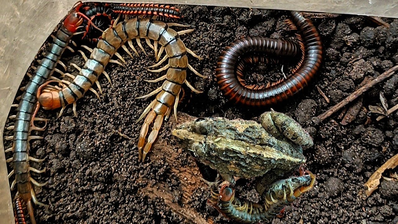 Three Centipedes, frog, millipede, cricket and more insects discovery ...