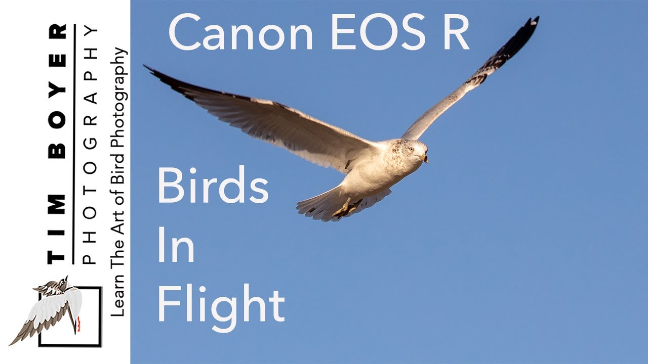 Canon EOS R For Birds In Flight Photography - YouTube