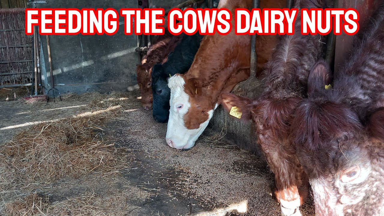 INCREASING DAILY MILK OUTPUTS IN OUR SUCKLER COWS - YouTube