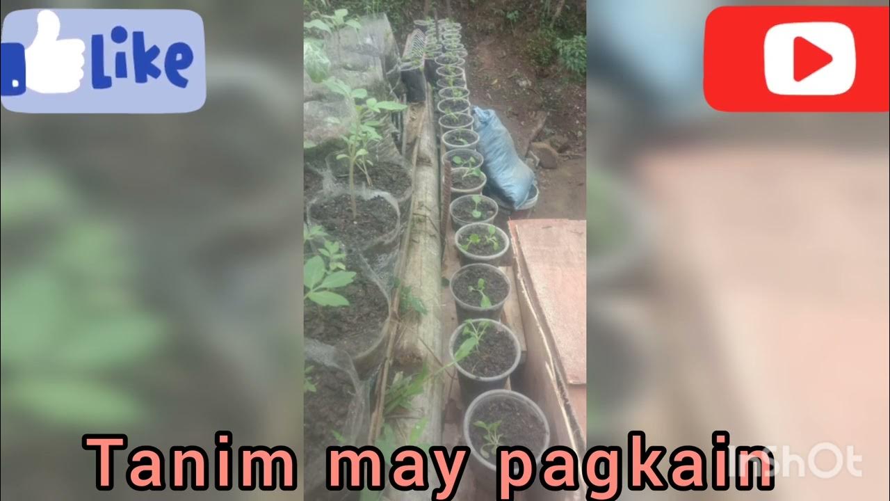 OFW balik tanim sa bakuran. - YouTube