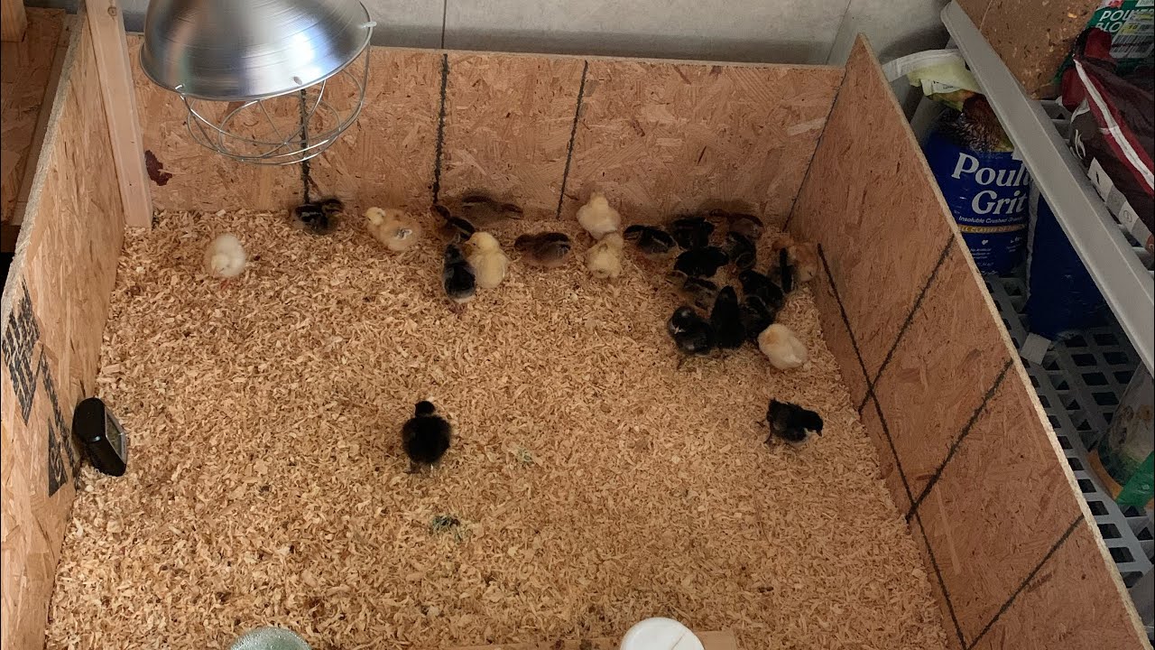 QUICK and easy BROODER build - YouTube