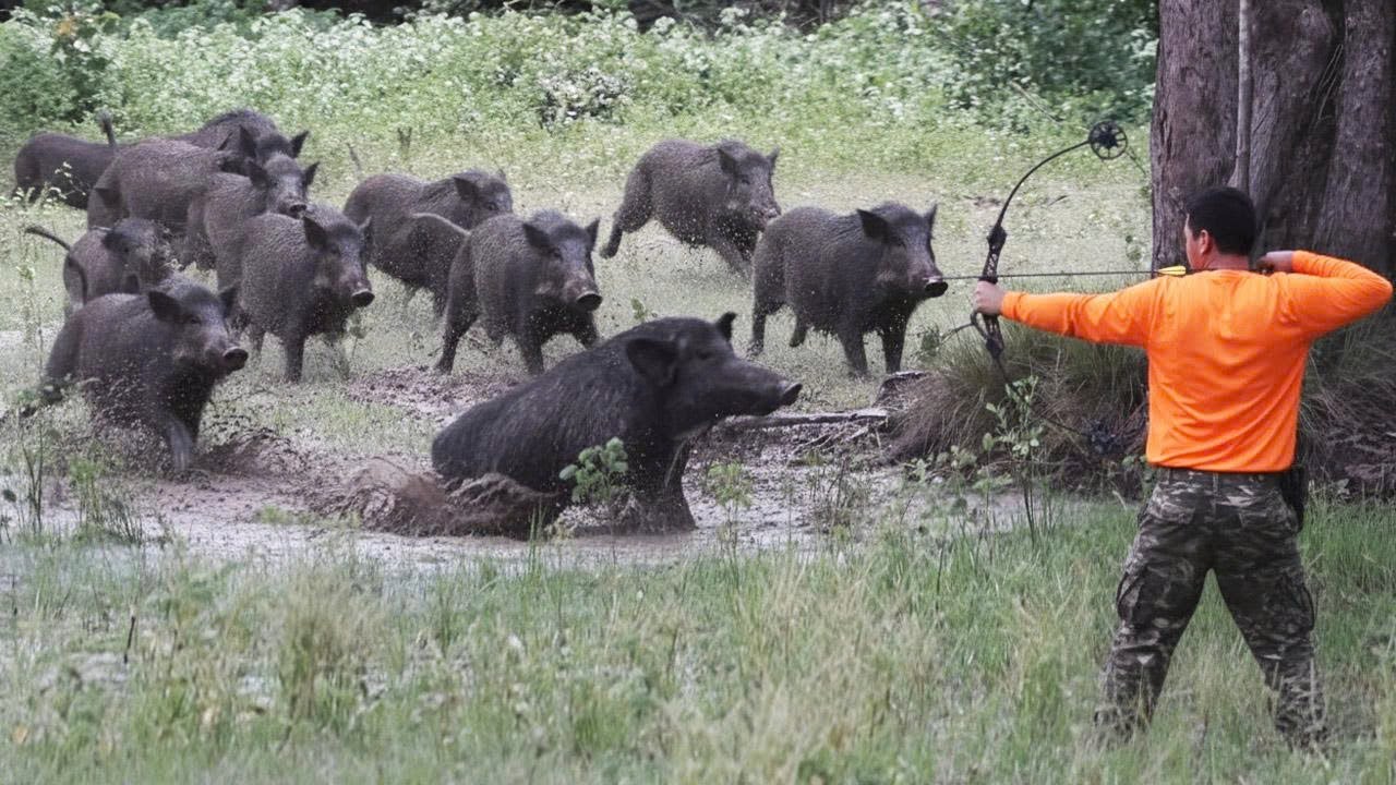 Ferocious Wild Boar Attacks and Destroys – Wild Boar Chaos and Perfect ...