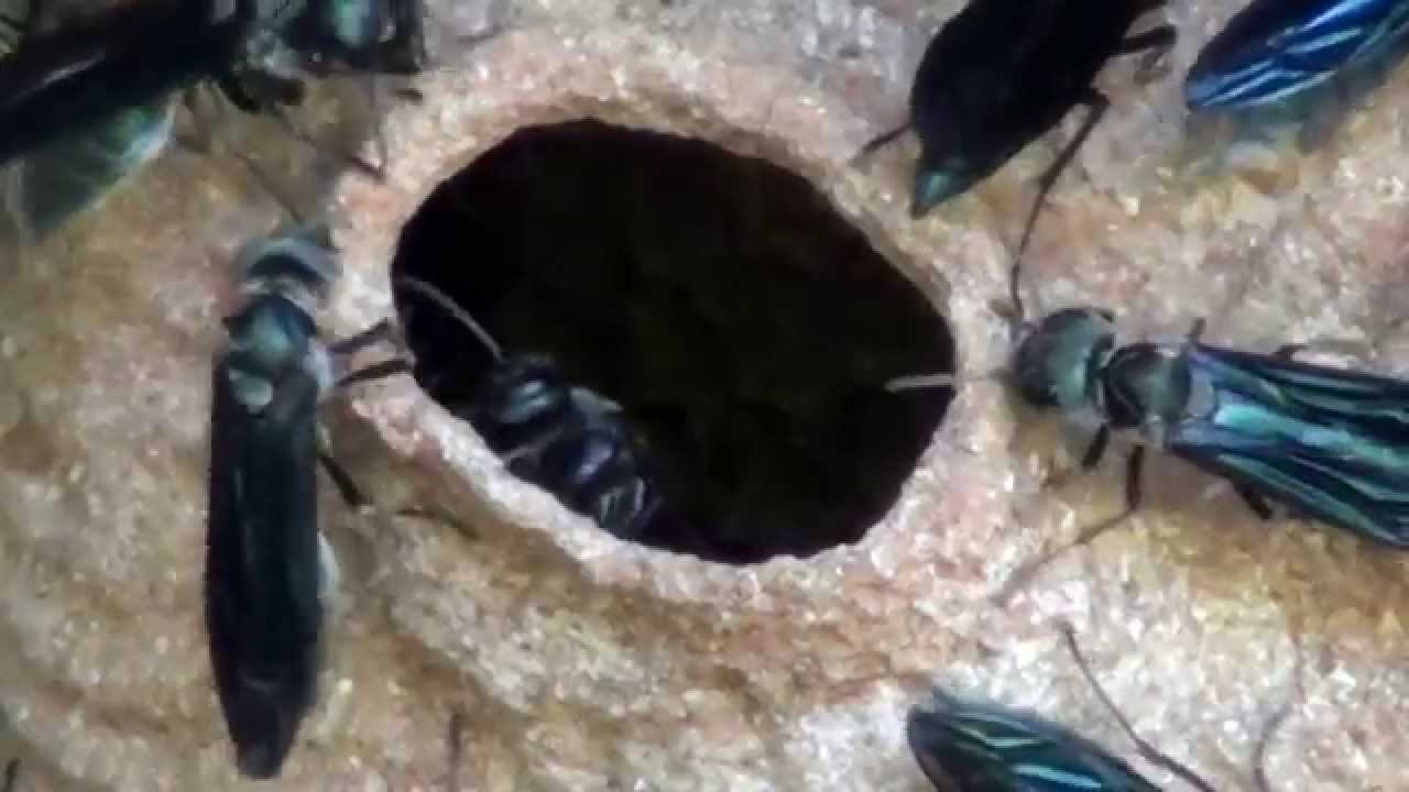 WARRIOR WASP, HORNET HOUSE, SYNOECA CYANEA, MARIMBONDO-TATU CABATATU ...