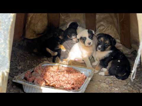 Önce Korkan Yavrular Mamayı Görünce Dayanamadı 🐶