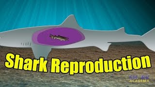 Shark Reproductive Anatomy The First Vertebrate Sexual Organs Evolved