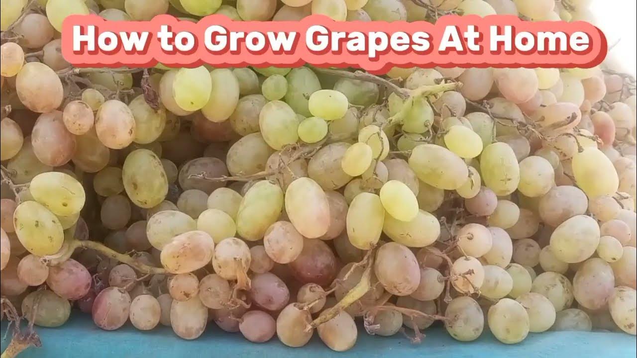 Best Skills how to grow Grape tree from grape fruit in water - YouTube