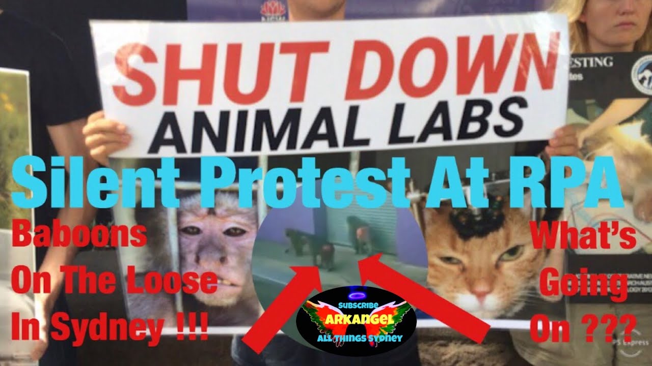 Baboons On The Loose Prompts Primate Protest @ RPA - You Won’t Believe ...