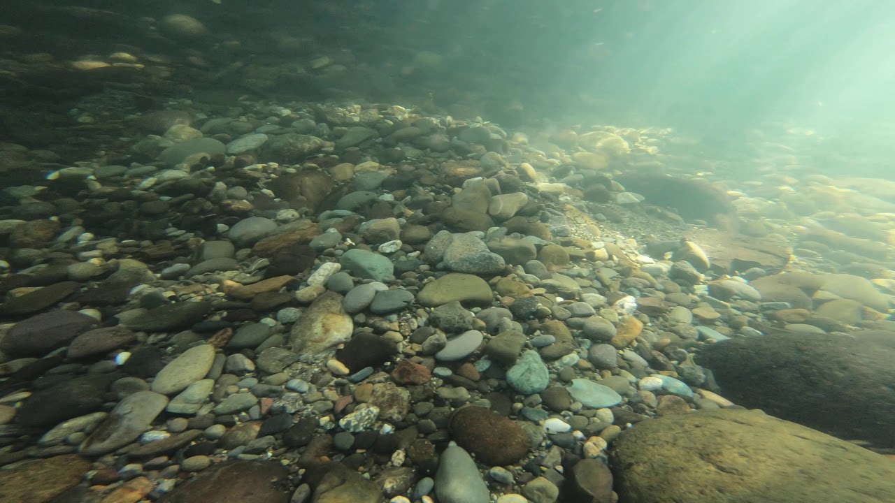 A completed Chinook salmon redd - YouTube
