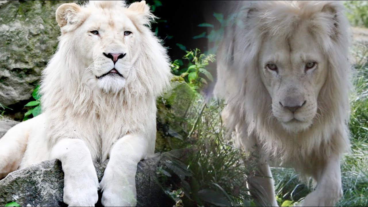 Rarest And UNIQUE LIONS - YouTube