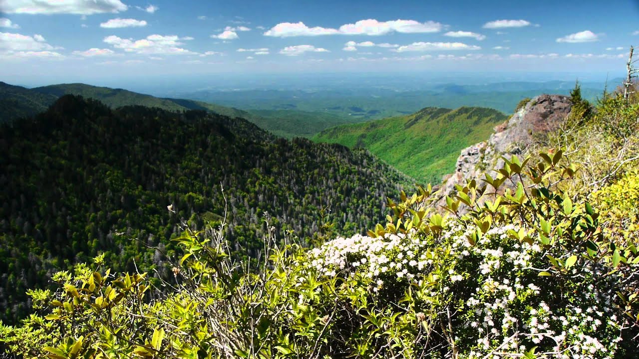 The Heath Family Shrubs of Great Smoky Mountains National Park - YouTube