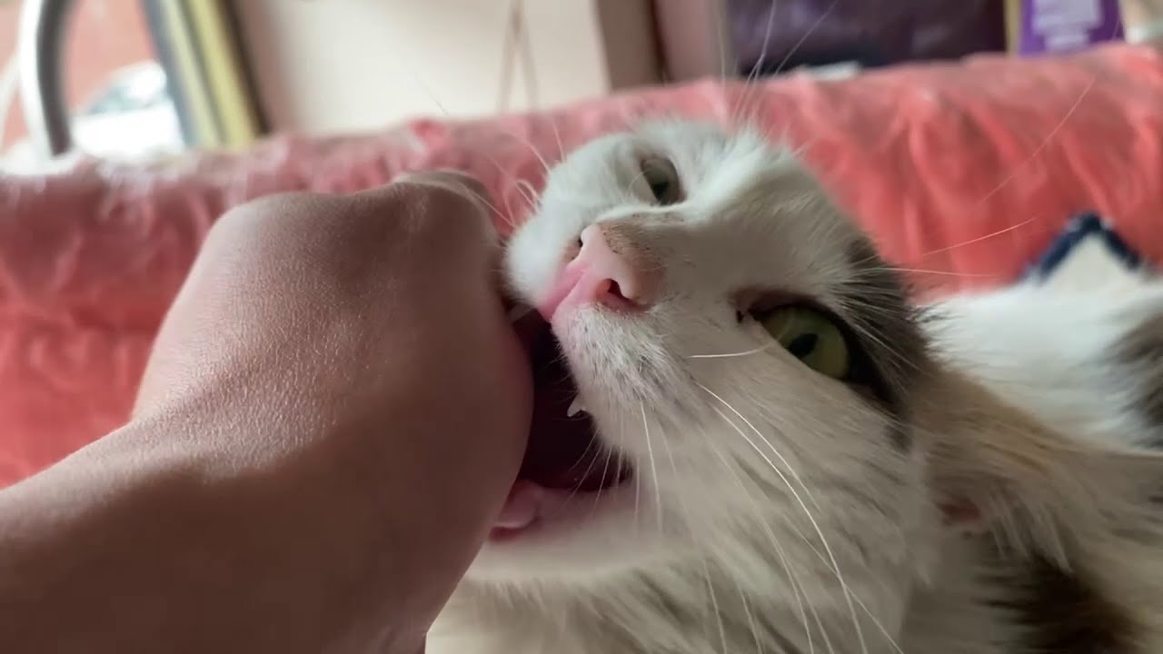 This Cat Just Bites My Hand And Enjoys It - YouTube