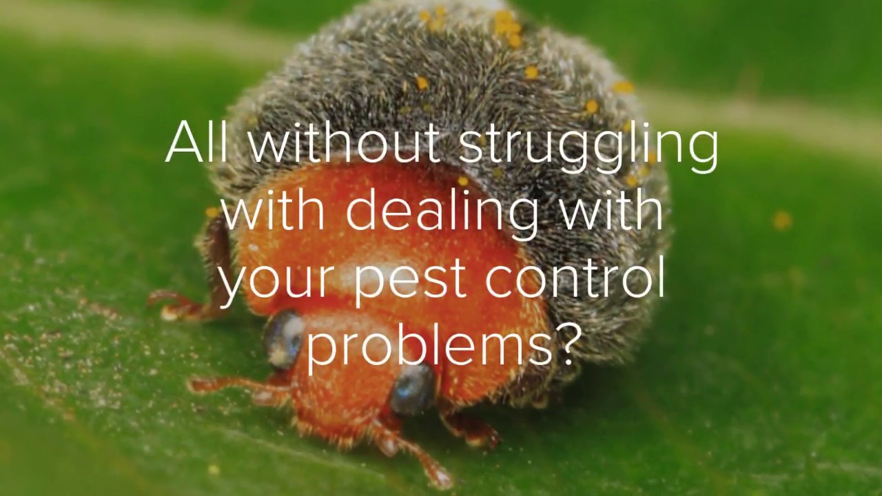 Monterey Park Pest Control - YouTube