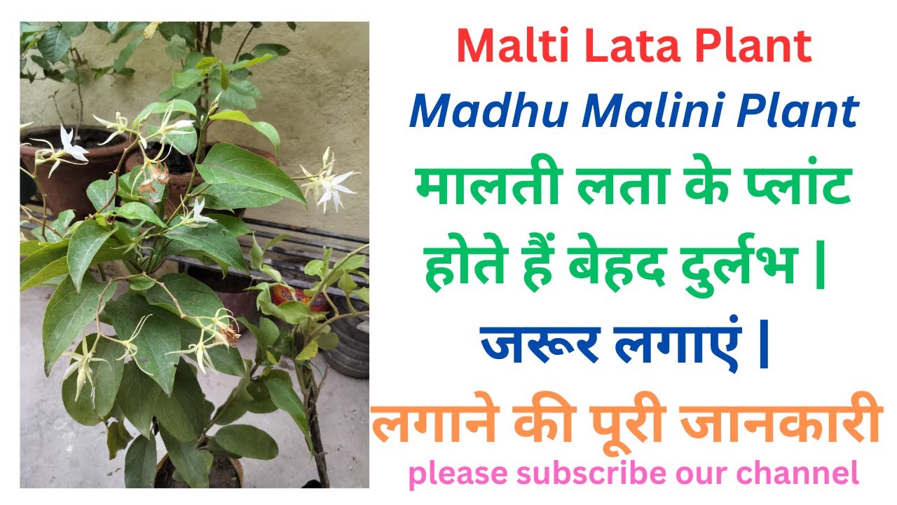 Malti Lata/Madhu Malini Plant | Very Rare Plant rich with Fragrance and ...