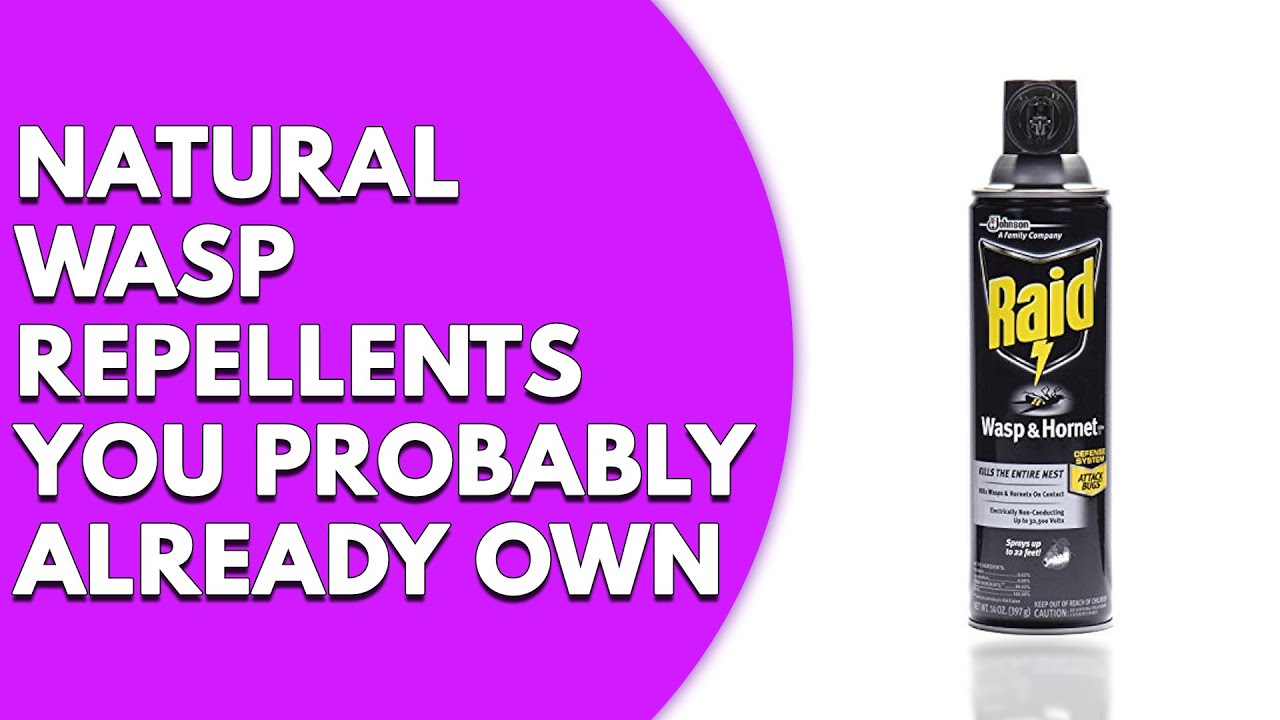 3 Natural Wasp Repellents You Probably Already Own: Repel Wasps ...