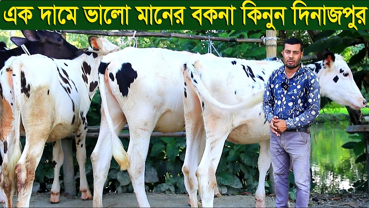 বর্ডার এলাকা থেকে এক দামে ভালো মানের ফ্রিজিয়ান বকনা কিনুন dairy farm ...