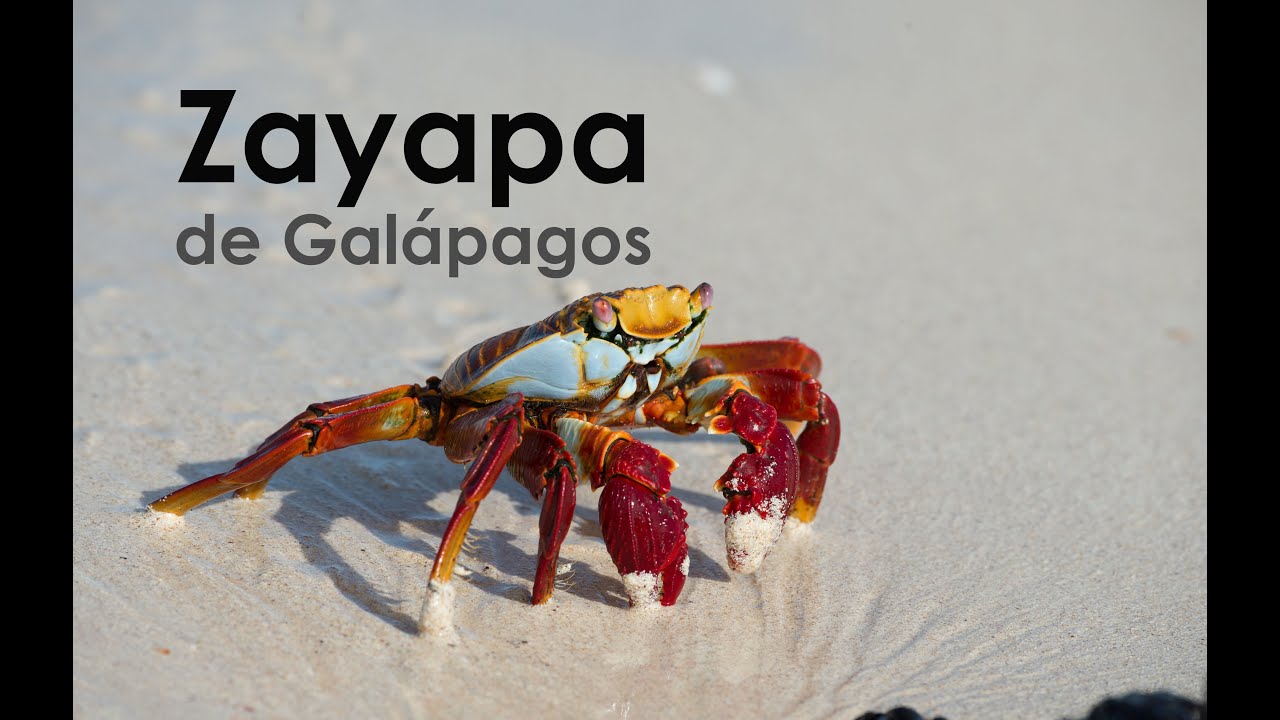 Zayapa de Galápagos - YouTube