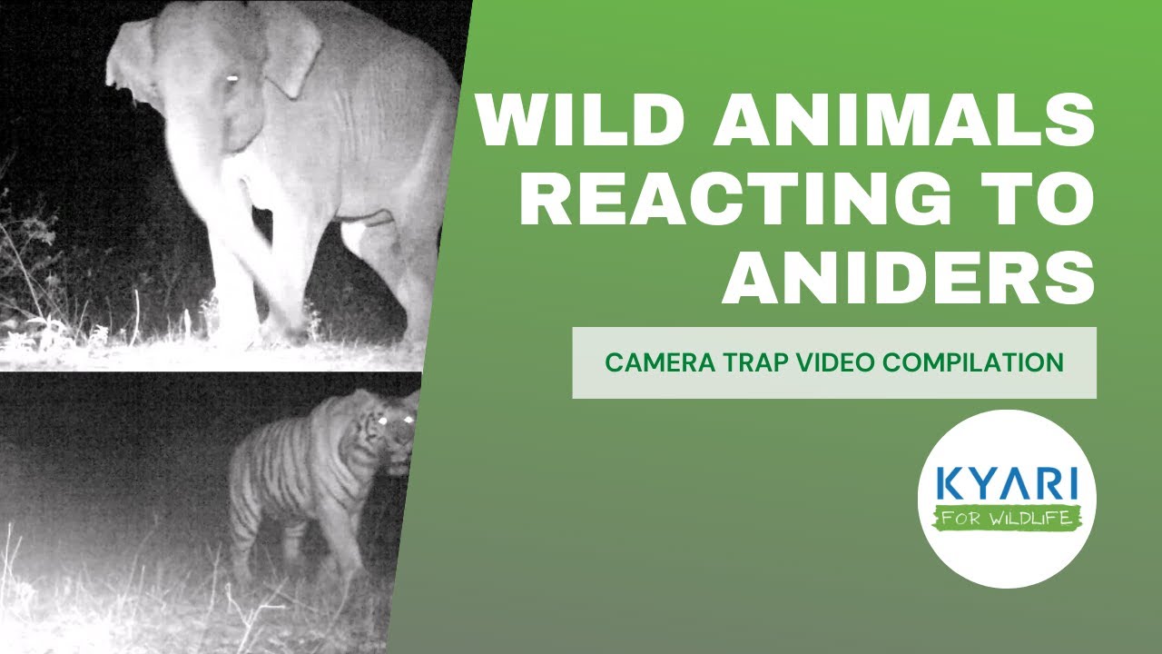 Wild Animals Reacting to ANIDERS | Caught on camera | Elephant, Tiger ...