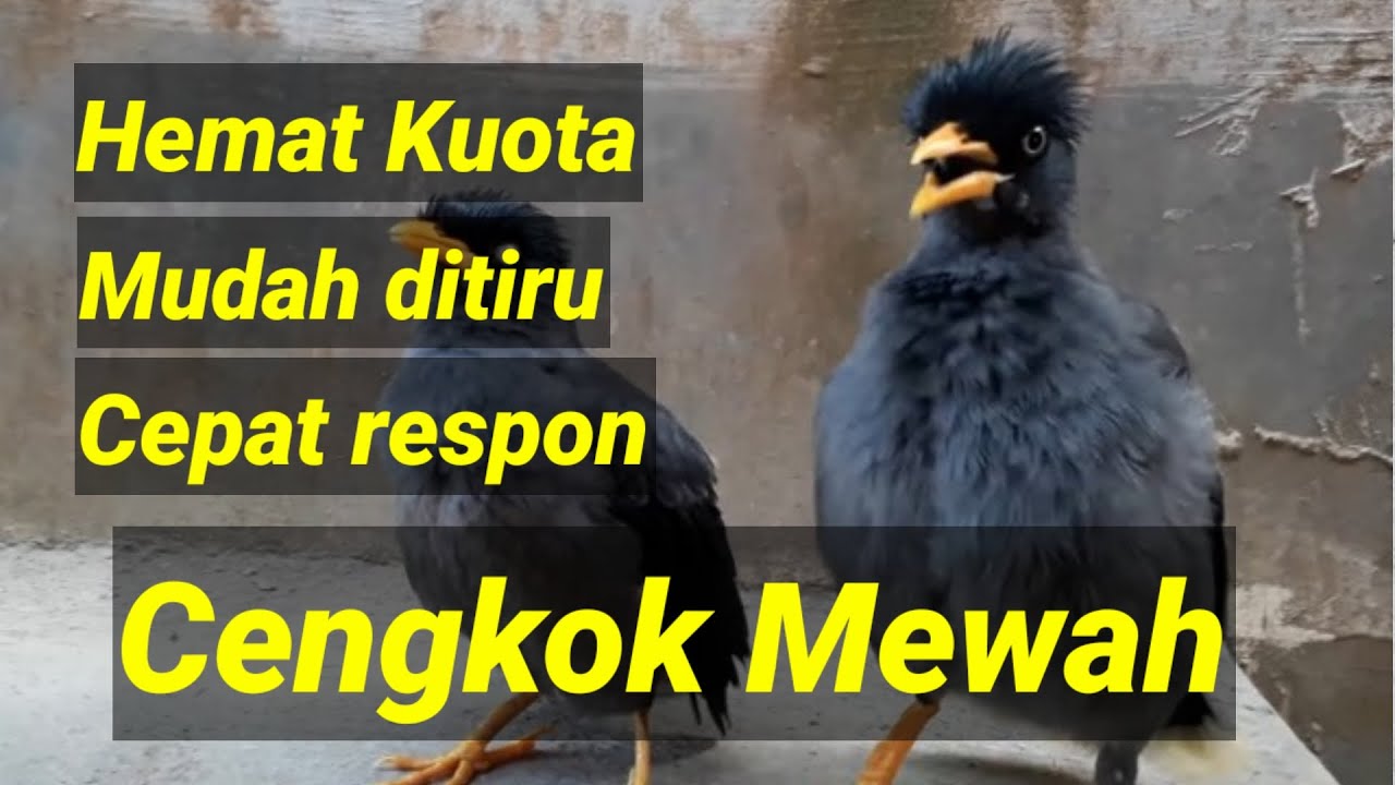 Masteran Burung Jalak Kebo mudah ditiru cengkok mewah Training birds ...
