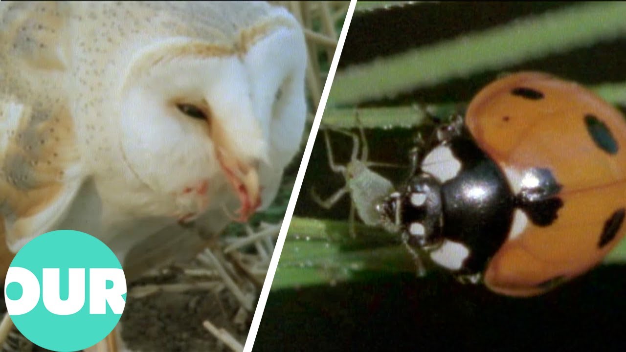 From Farming Revolution to Green Movement: Hope For The Future Of ...