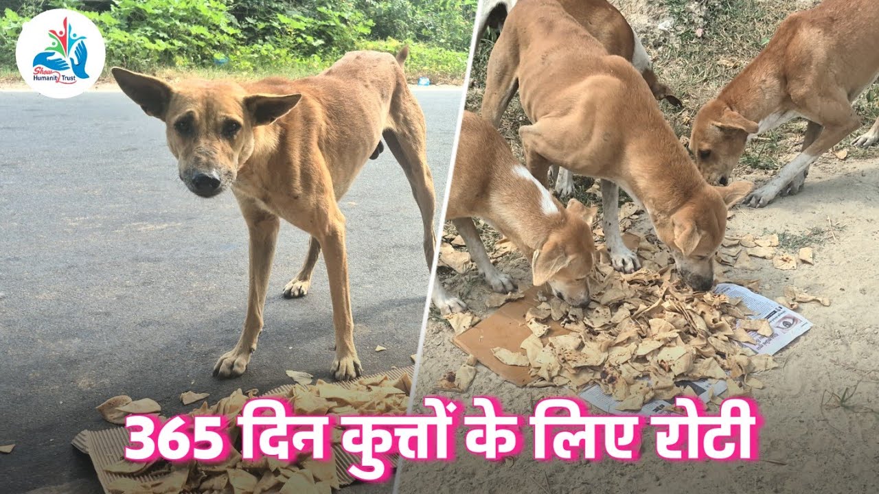 Daily Roti Project | Feeding Stray Dogs with Love | Show Humanity Trust ...
