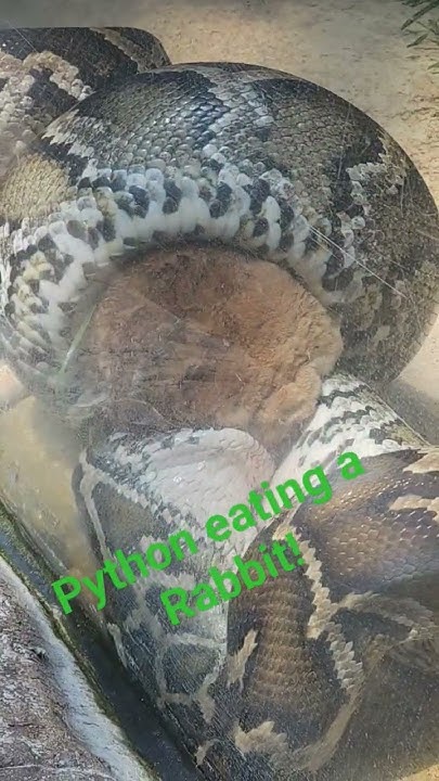 Python Eating A Rabbit!?! - YouTube