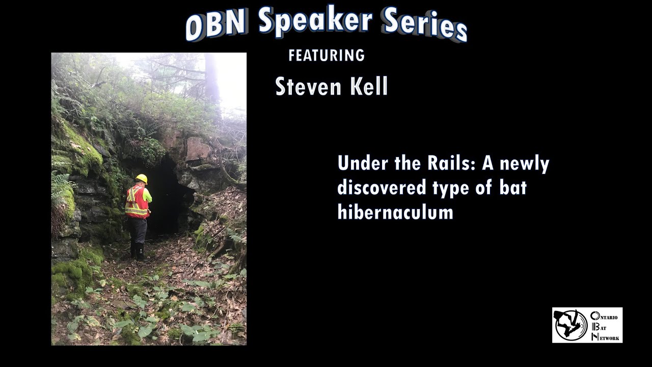 Under the Rails: A newly discovered type of bat hibernaculum- Steven ...
