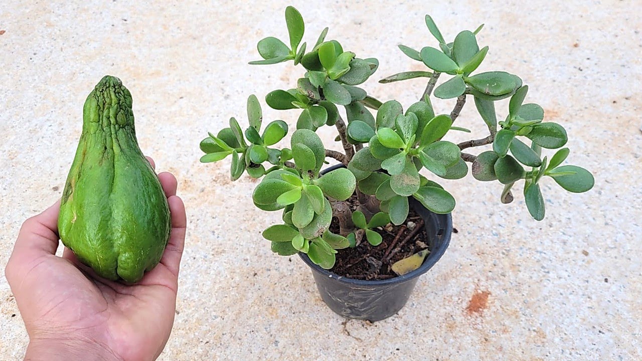 Coloque 1 CHUCHU em suas PLANTAS (Veja o Incrível Reaultado) - YouTube