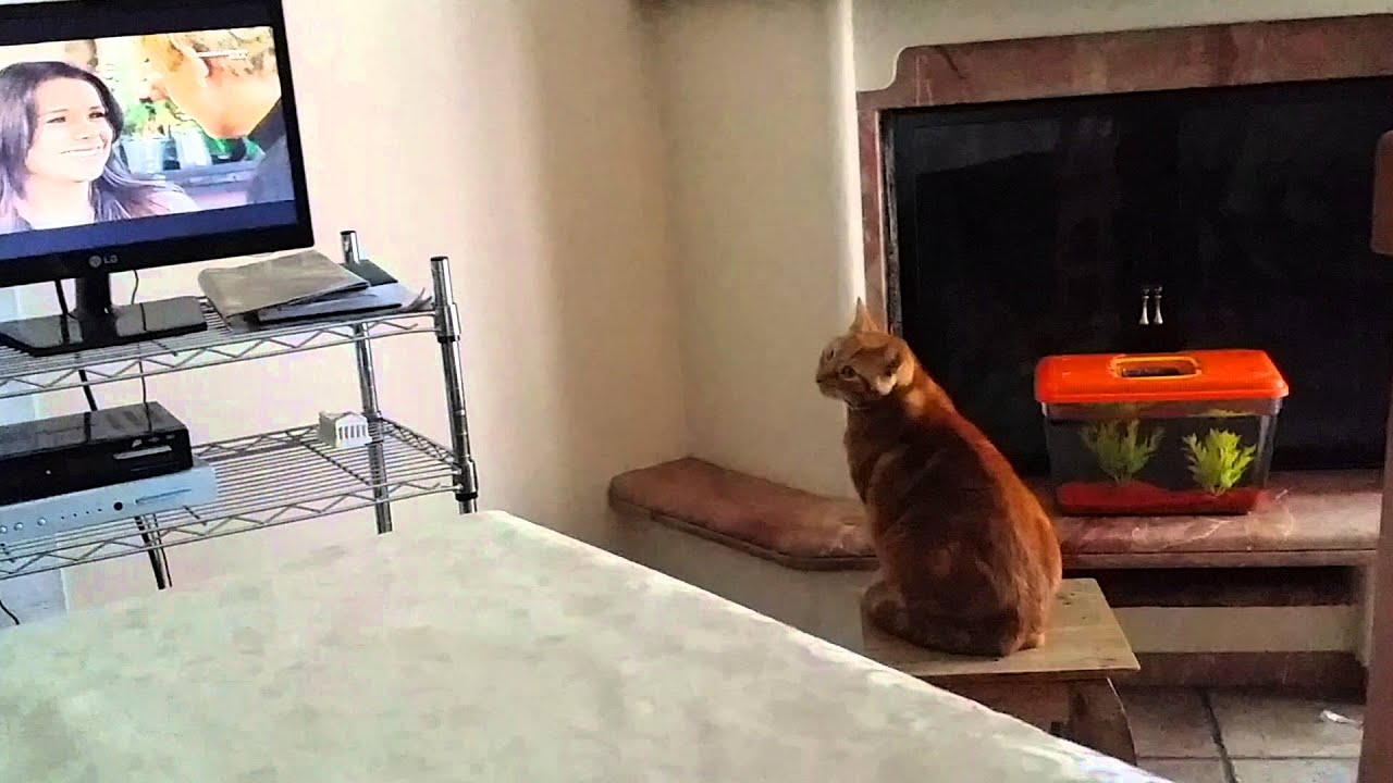 Richard il gatto che dice Mamma! - YouTube