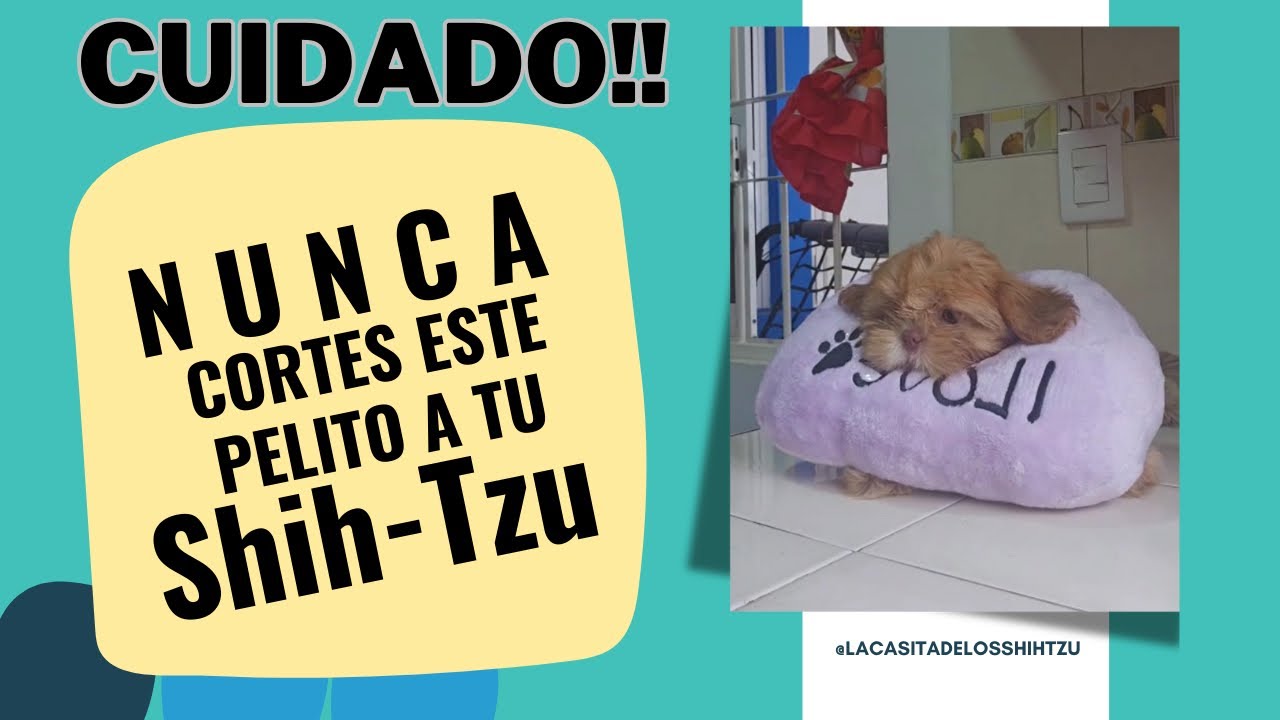 NUNCA CORTES este PELITO a tu Shih Tzu | “EL PELITO de LOS OJOS” 👀 ...