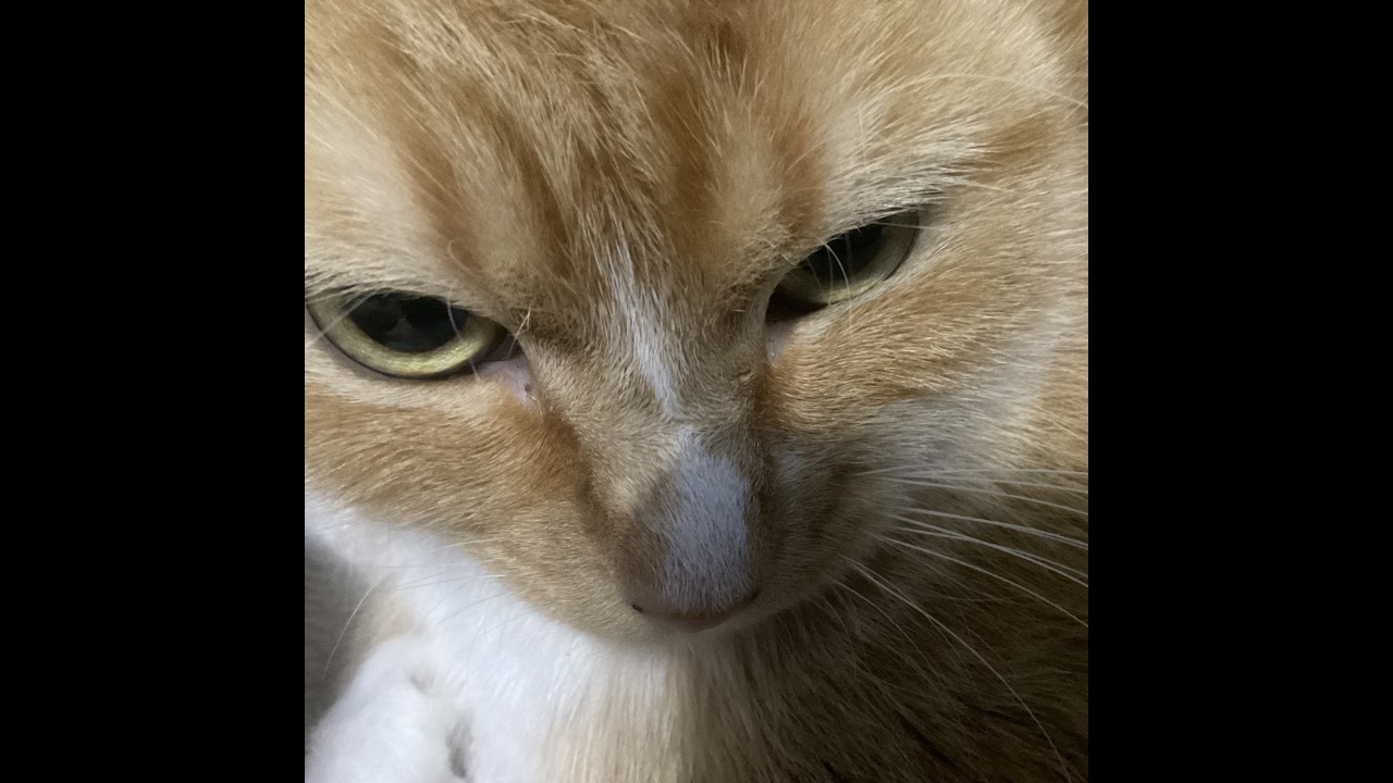 Bender fry Live Stream - YouTube