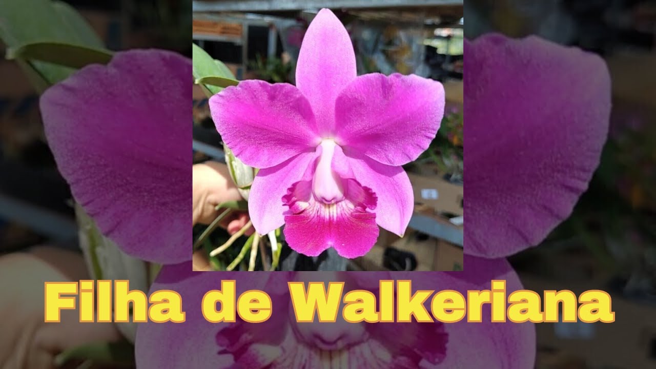 ORQUÍDEA LC ALOHA CASE, FILHA DE CATTLEYA WALKERIANA - YouTube