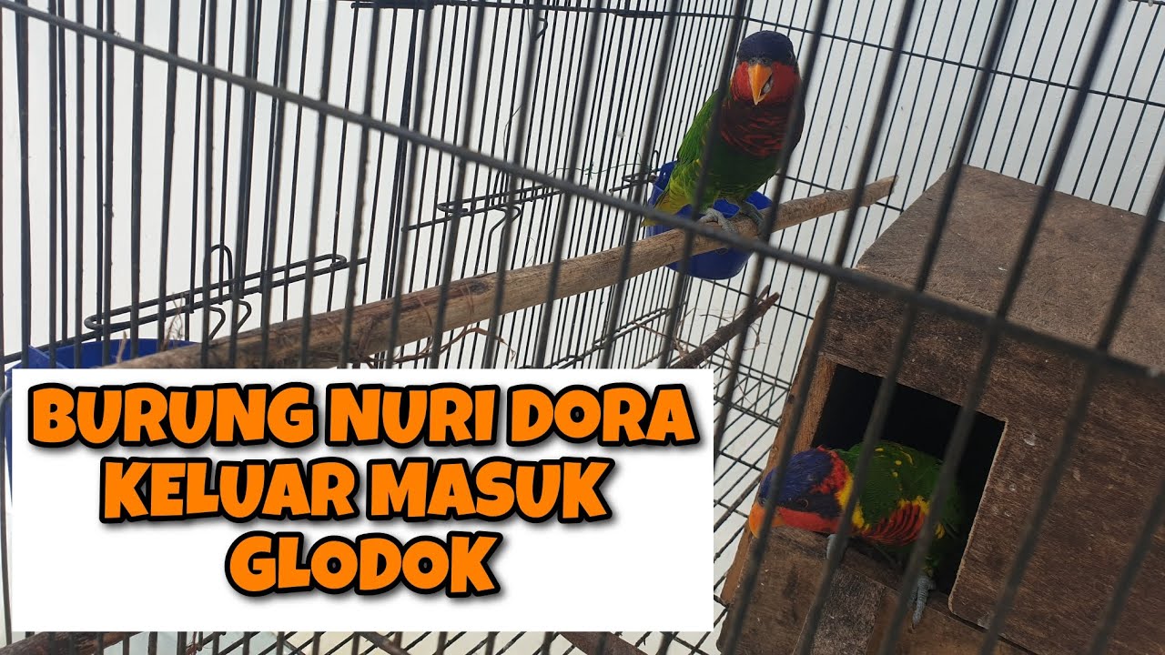 BURUNG NURI DORA KELUAR MASUK GLODOK - YouTube